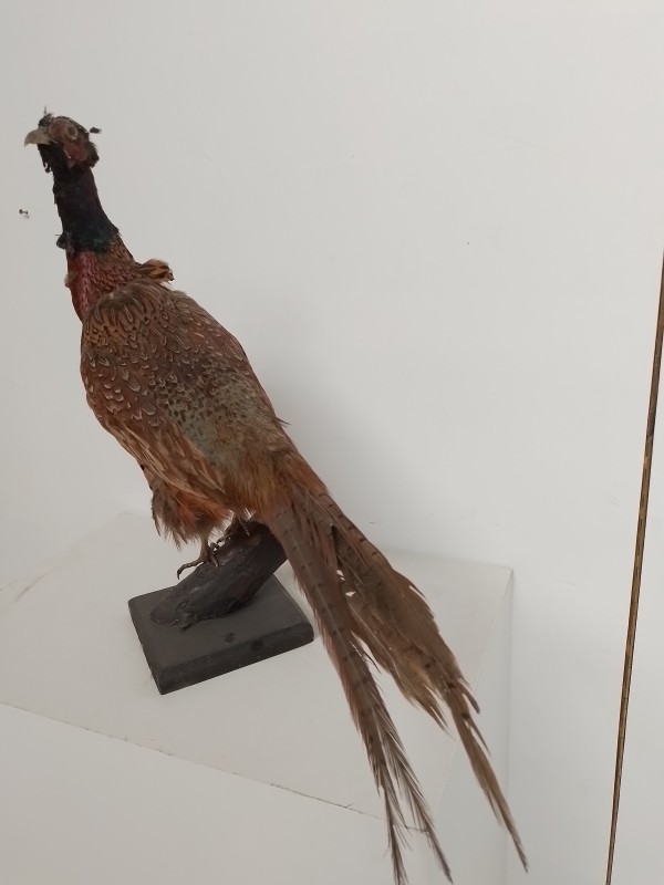 Opgezette fazant - Kringwinkel