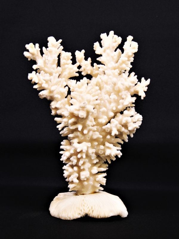 Koraal - Kringwinkel