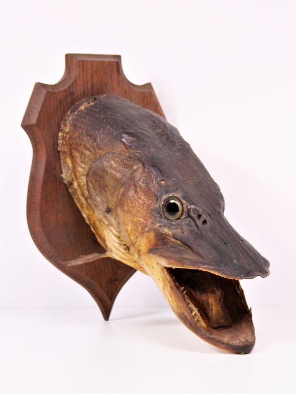 Taxidermisch hoofd van een snoek - Kringwinkel