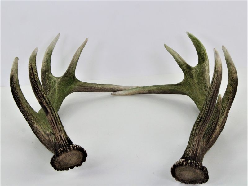 Gewei van een Edelhert - Kringwinkel