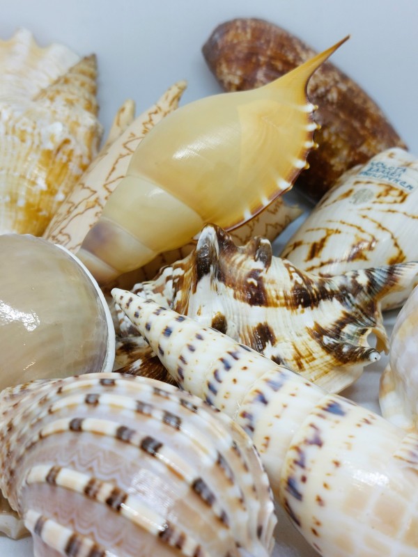 Lot schelpen - Kringwinkel