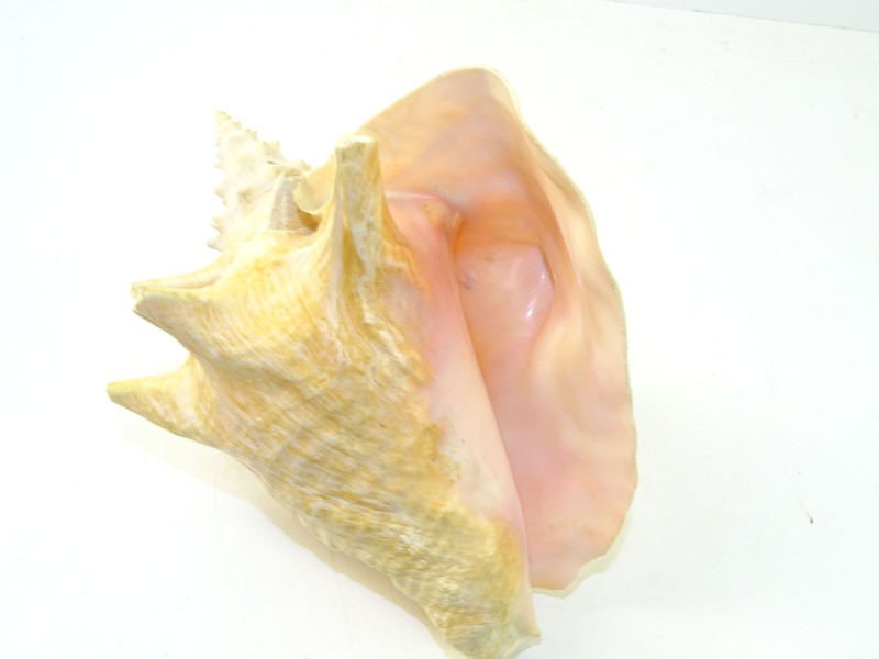 Zee Schelp: Roze Vleugelhoorn - Kringwinkel