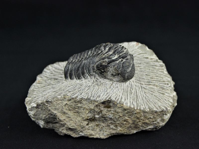 Groot Trilobieten Fossiel - Kringwinkel