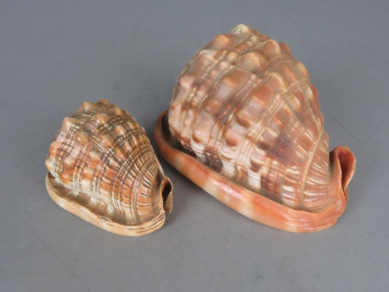 2 schelpen - Kringwinkel