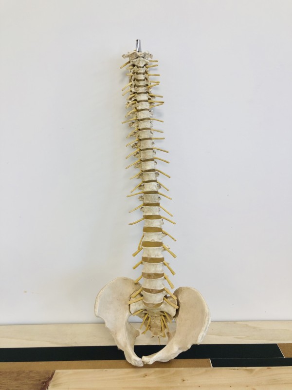 Ruggengraat! - Kringwinkel