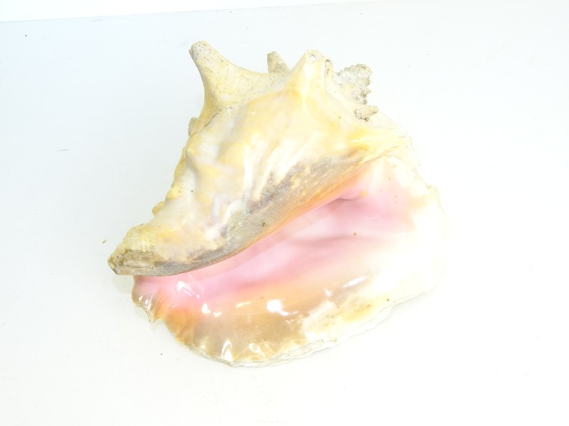 Schelp: Roze Vleugelhoorn - Kringwinkel