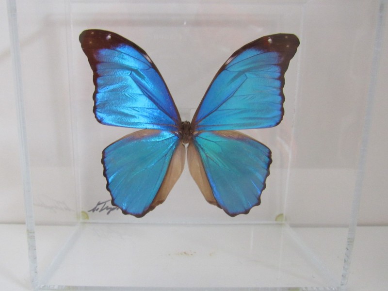 Morpho Adonis - Kringwinkel