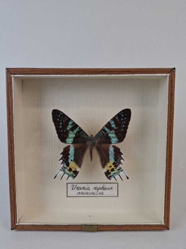 twee opgezette vlinders in lijst – Golden Birdwing & Urania Ripheus ...