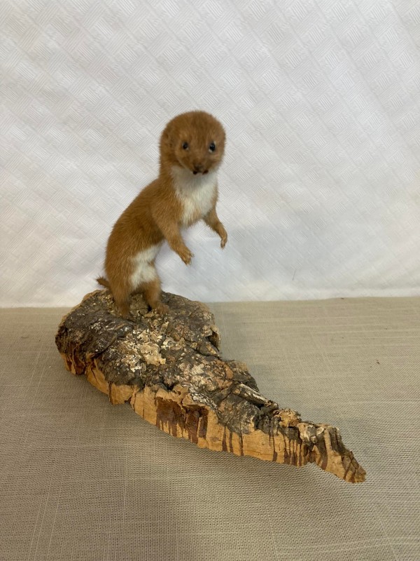 Opgezette Wezel - Kringwinkel