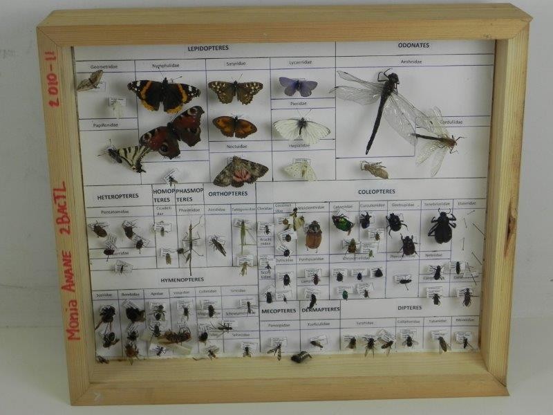 Verzameling opgezette vlinders en Insecten in houten doos - Kringwinkel