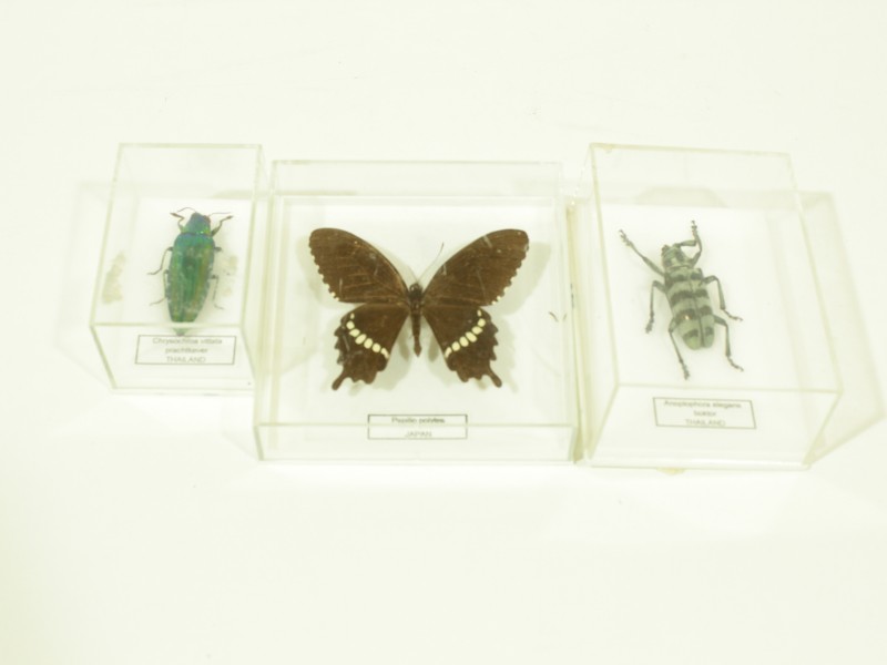 Trio van opgezette insecten - Kringwinkel