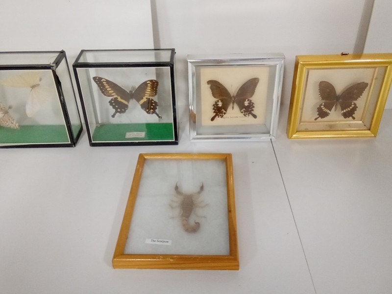 Reeks van 5 opgezette insecten - Kringwinkel