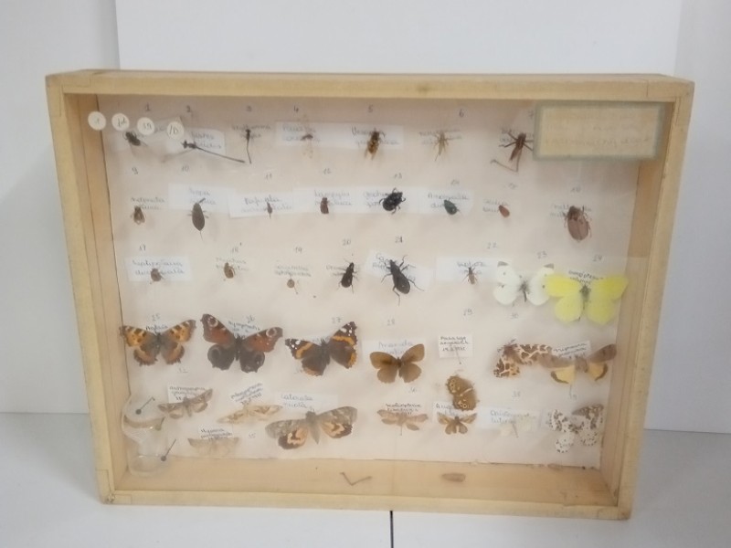 Kistje met een reeks opgezette insecten - Kringwinkel